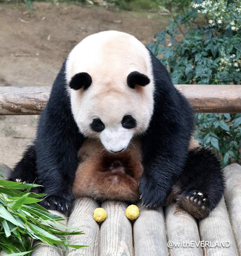 더쿠 - 쌍둥이 동생 예견했다는 푸바오