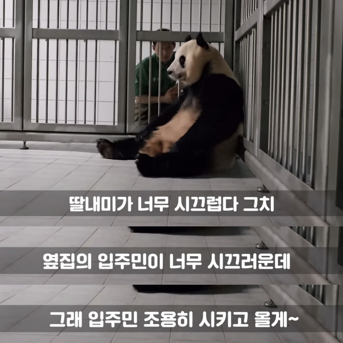 더쿠 - 벽간소음으로 항의받은 푸바오