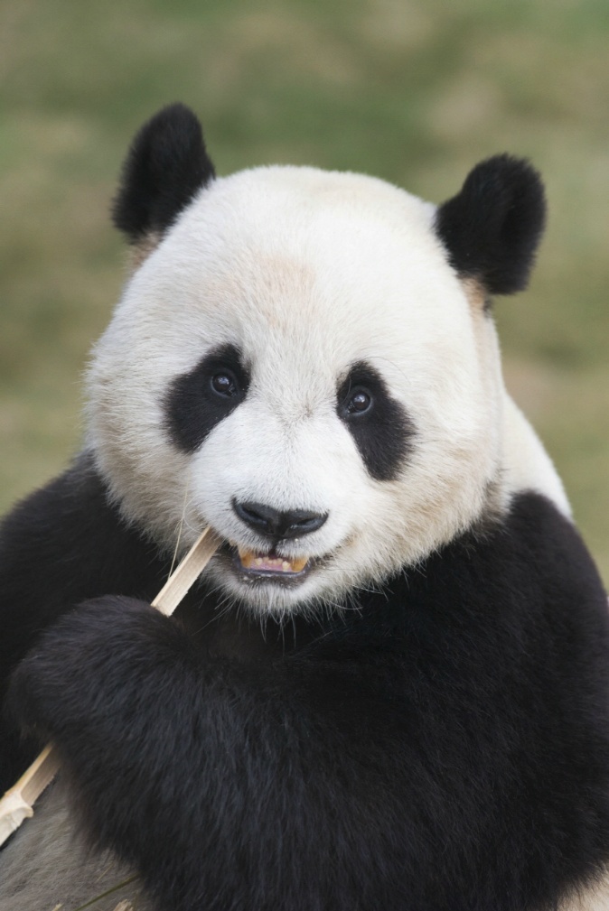 더쿠 - 판다월드 오픈 직전 모습