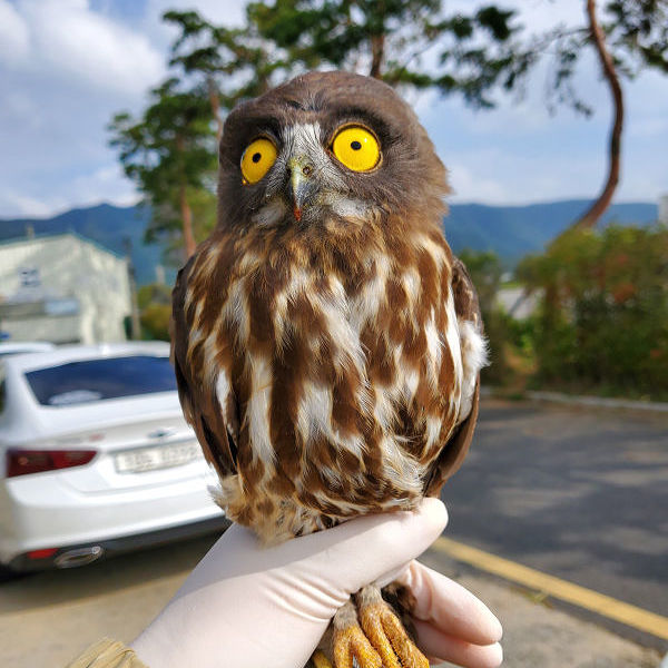 더쿠 - 눈이 띠용띠용한 솔부엉이