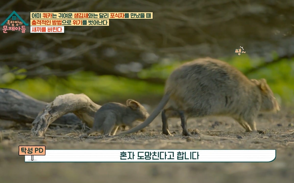 더쿠 - 쿼카가 포식자를 만났을때 위기를 벗어나는 방법